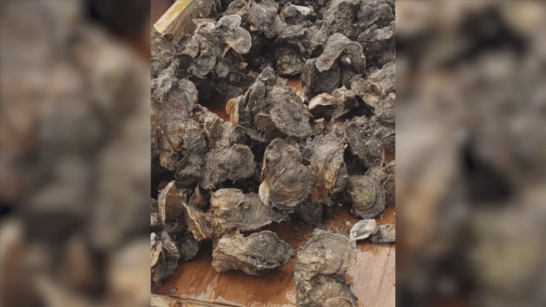 Choctawhatchee Bay shellfish harvesting closed temporarily