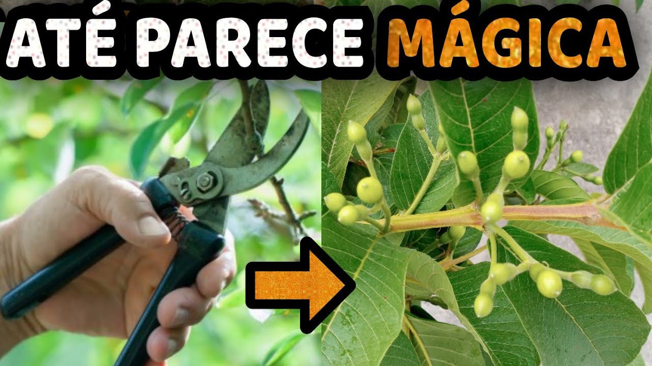 A poda simples que pode transformar sua goiabeira