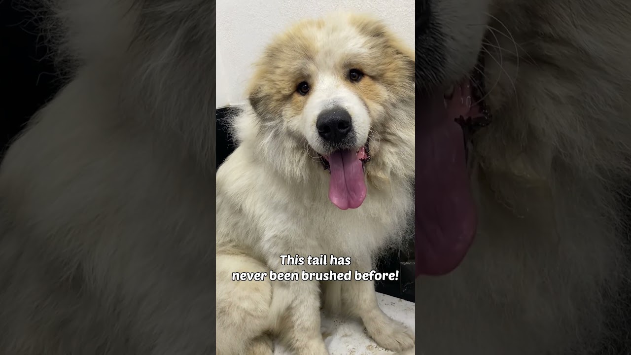 Epic Great Pyrenees grooming transformation | First time fluff makeover!