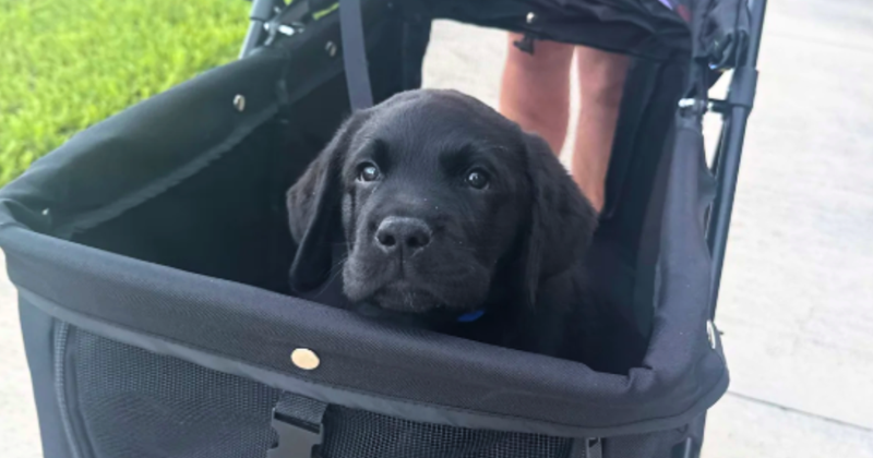 Mom belittles her daughter's 9-month-old puppy training, sparks debate ...