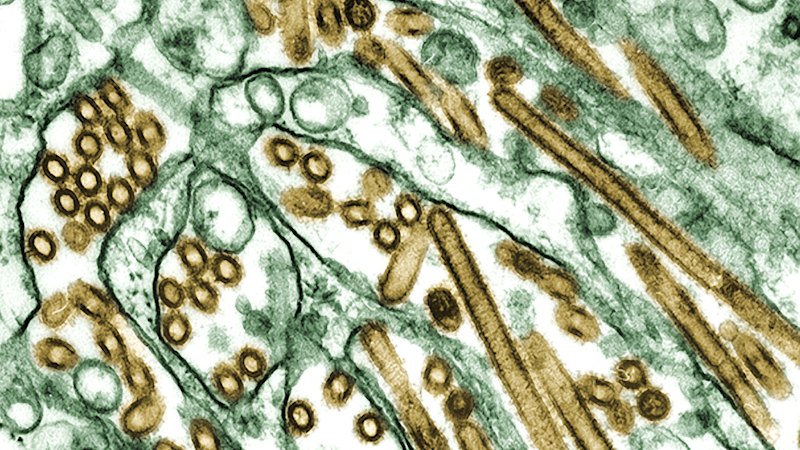 First-ever human case of H5N2 strain of bird flu kills man in Mexico ...