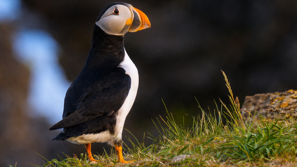 Atlantic puffin standing proud on a coastal cliff