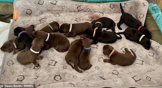 Cathy the Doberman matches UK record after giving birth to massive ...