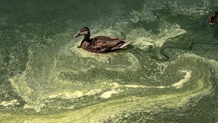 City Wildlife addresses safety concerns for Reflecting Pool ducks