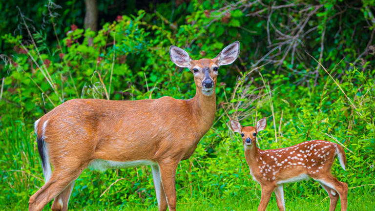 Dog learns the hard way not to mess with a mama deer