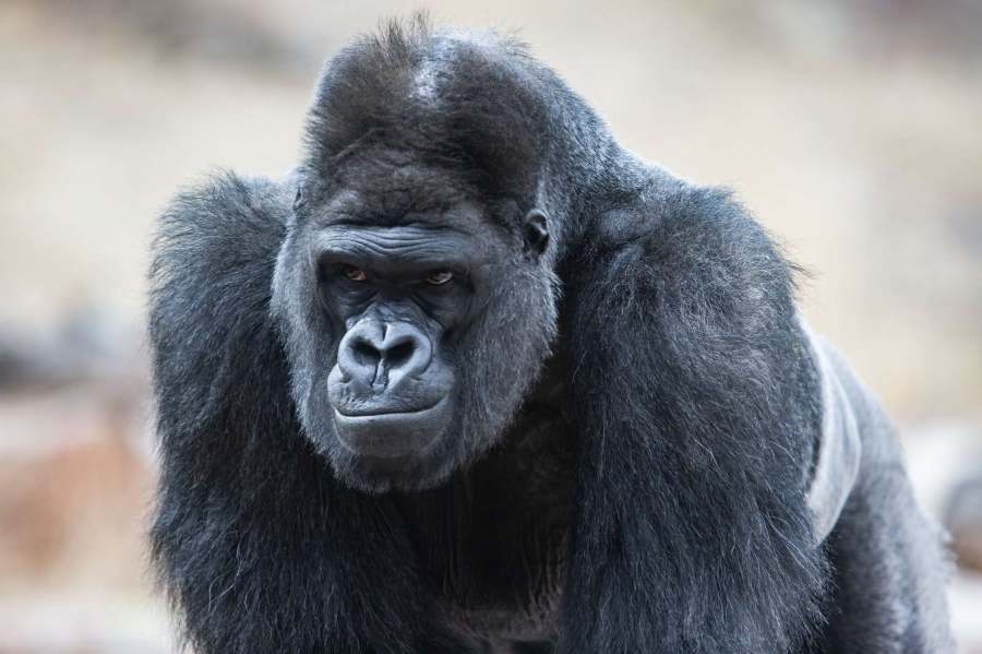 CMZoo’s silverback gorilla Goma celebrates first Father’s Day