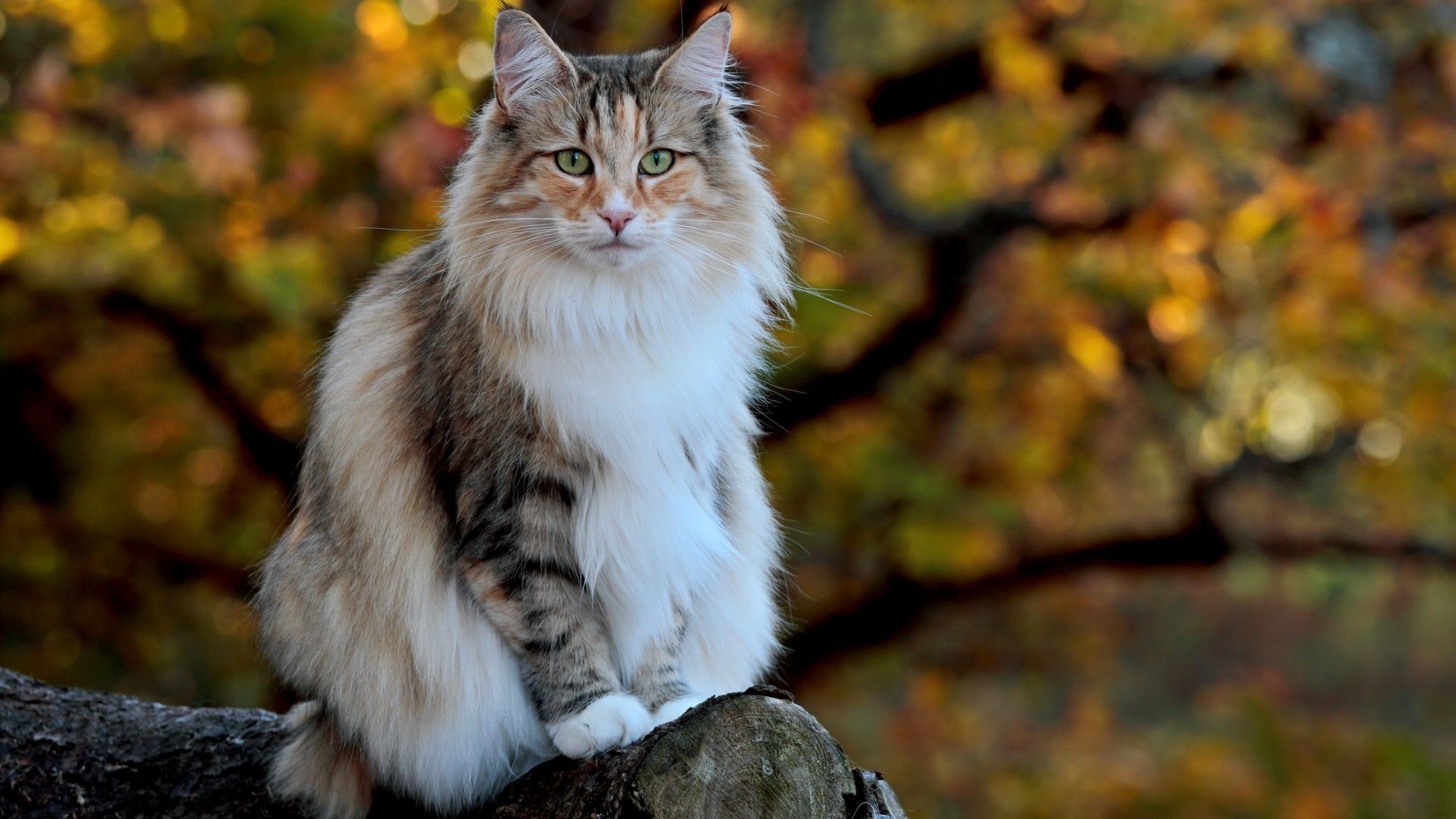 Cat breeds most likely to suffer from separation anxiety