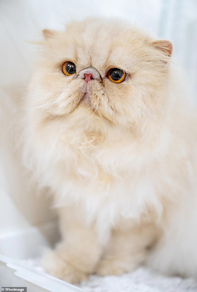 Feline lucky! Cat show star Logan makes a big impression at annual event