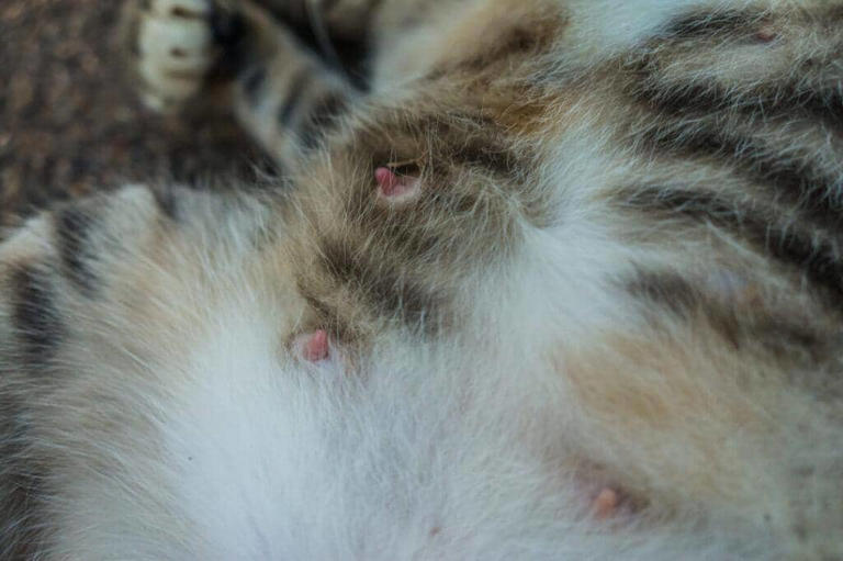 Tak hanya perut membesar, berikut ciri-ciri kucing sedang hamil