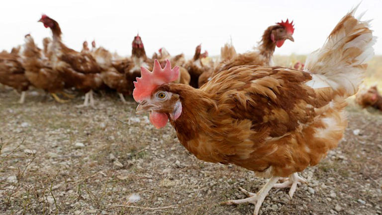 Single case of bird flu will see 1.8 million chooks killed in US