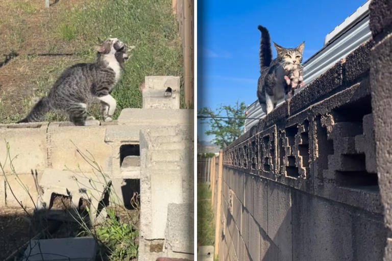 Stray cat shocks neighborhood with what's in her mouth – and that's ...