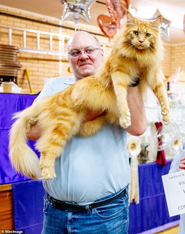 Feline lucky! Cat show star Logan makes a big impression at annual event