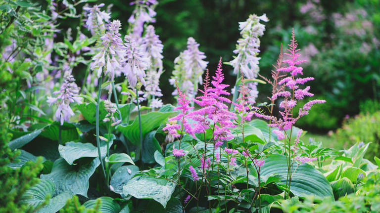 The hosta companion flower that resists deer and rabbits