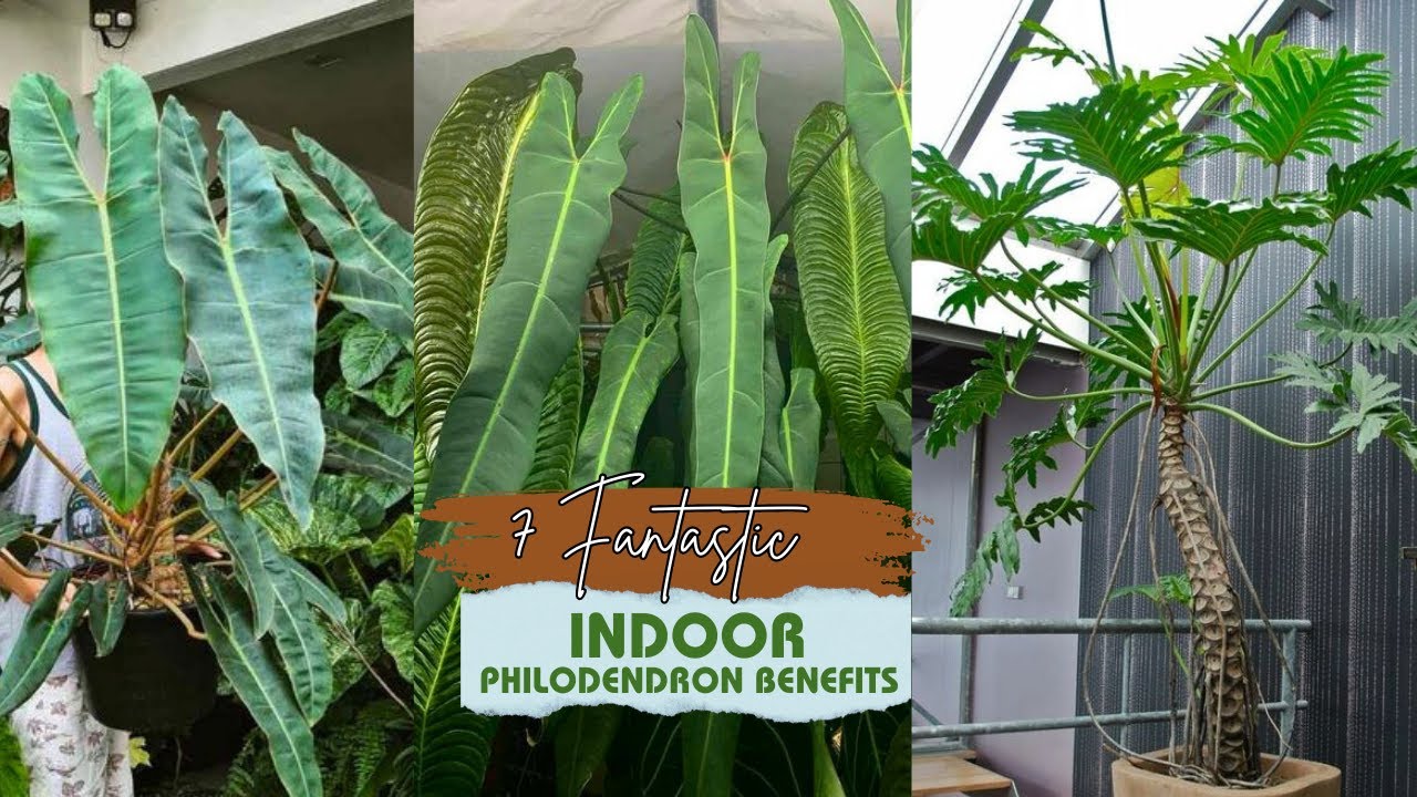7 amazing benefits of indoor philodendron houseplants