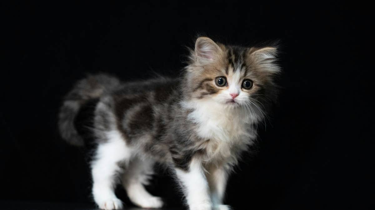 Hyperactive rescue kitten tries befriending a blind dog in the most ...