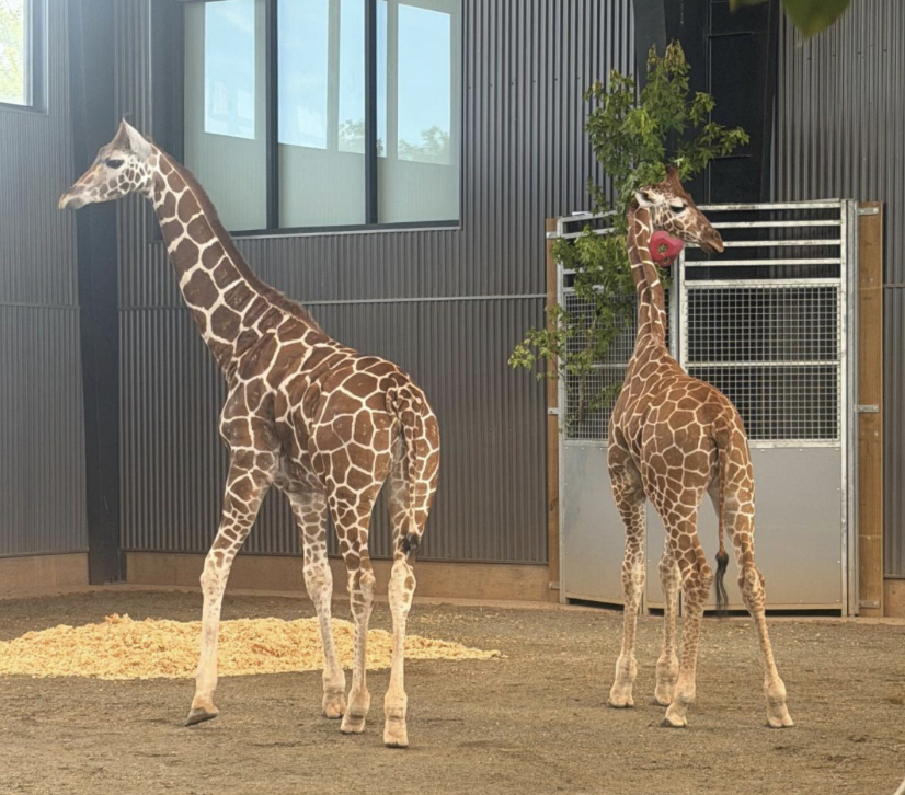 Virginia giraffe calves, missing since 2025, found safe