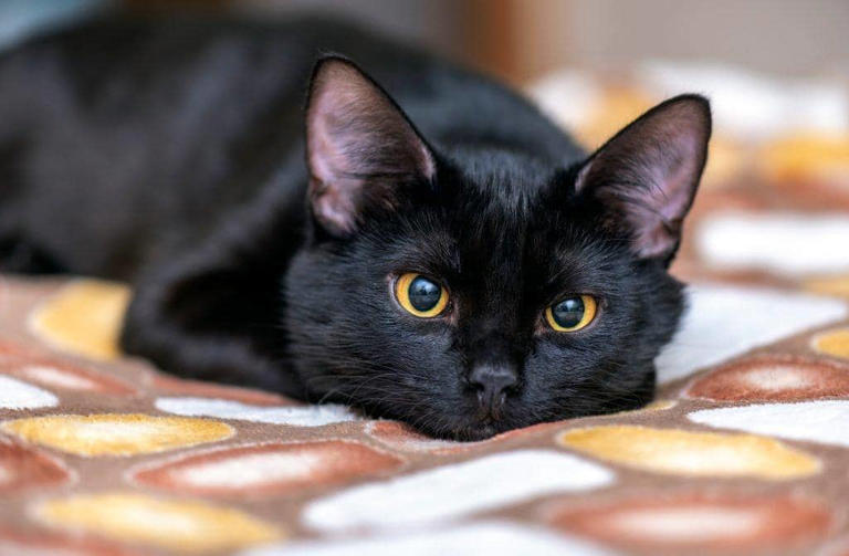 Tak hanya perut membesar, berikut ciri-ciri kucing sedang hamil