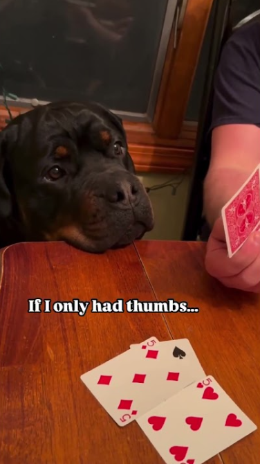 If this rottweiler paid me, I’d be rich