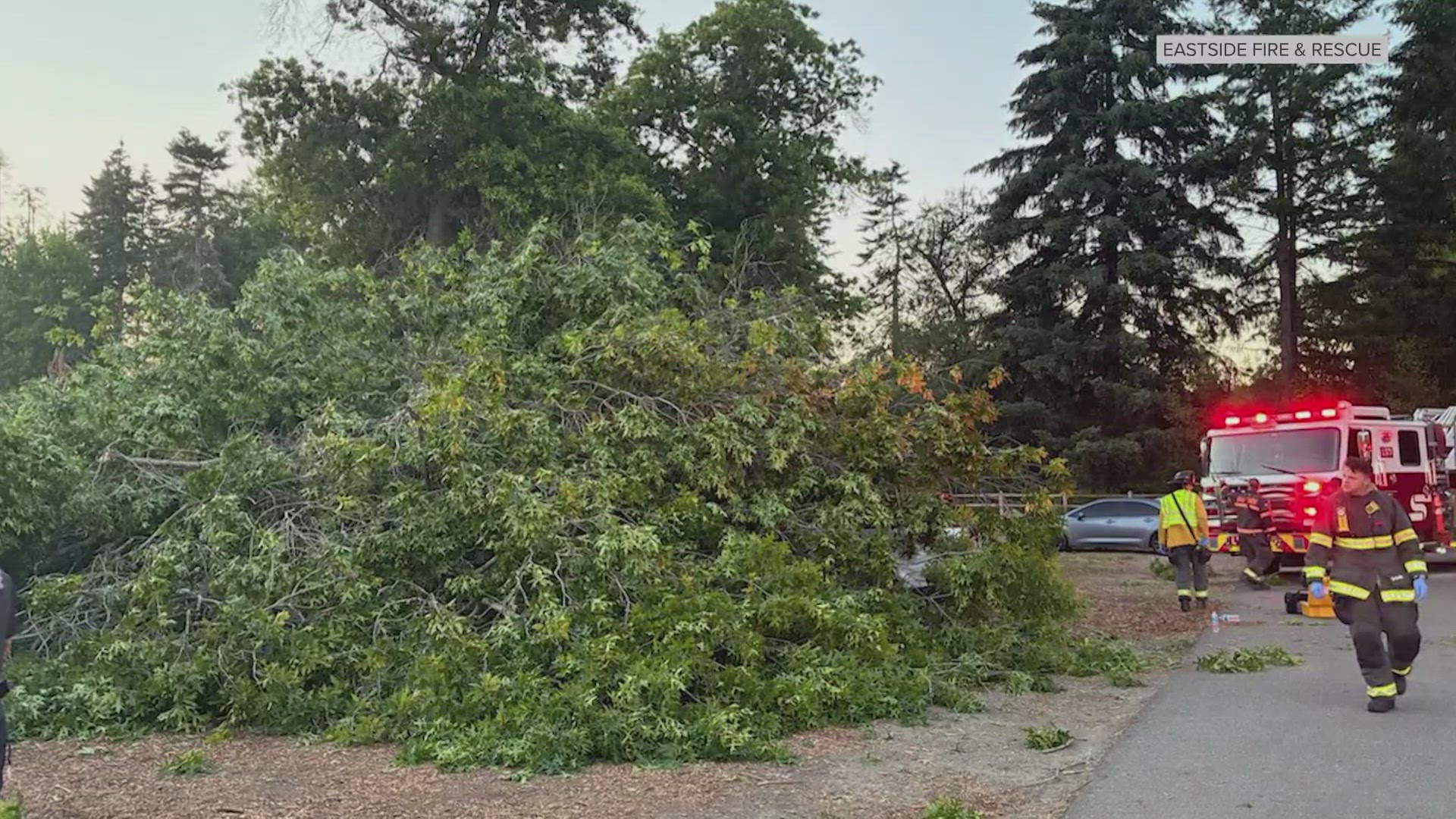 Tree crushes cars at Lake Sammamish, two sustained minor injuries