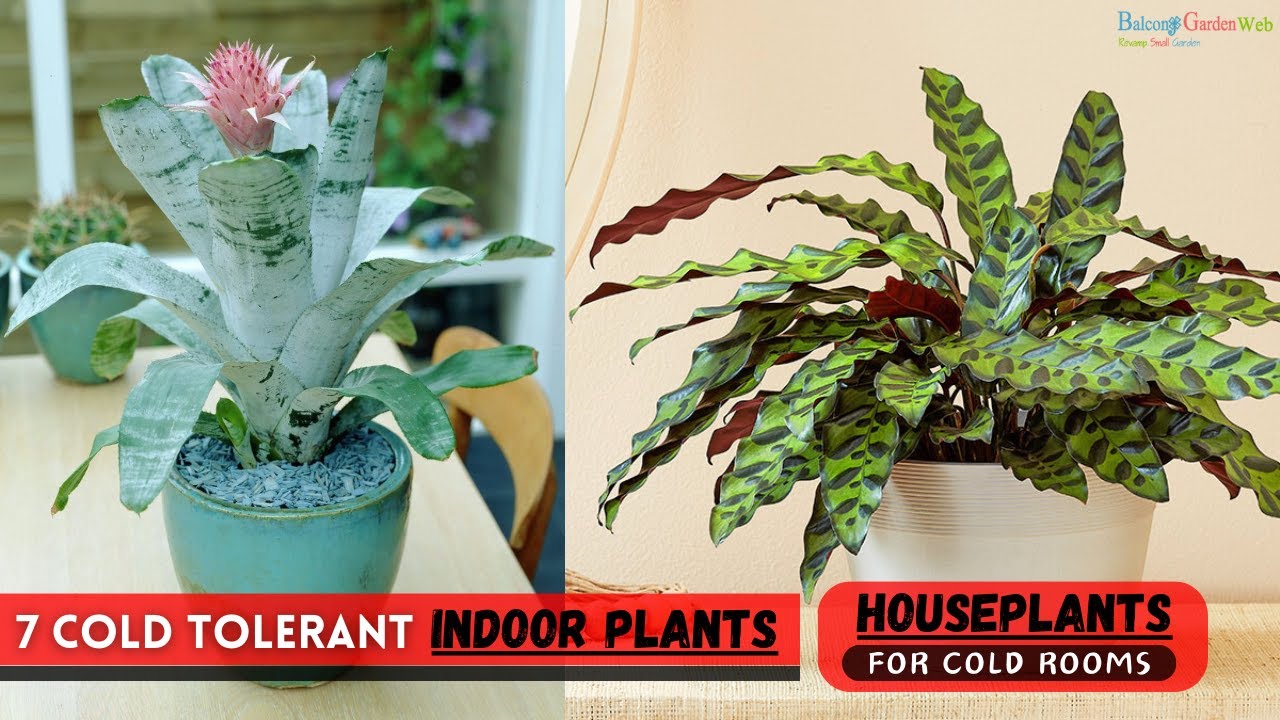 7 low maintenance cold tolerant indoor plants for any home