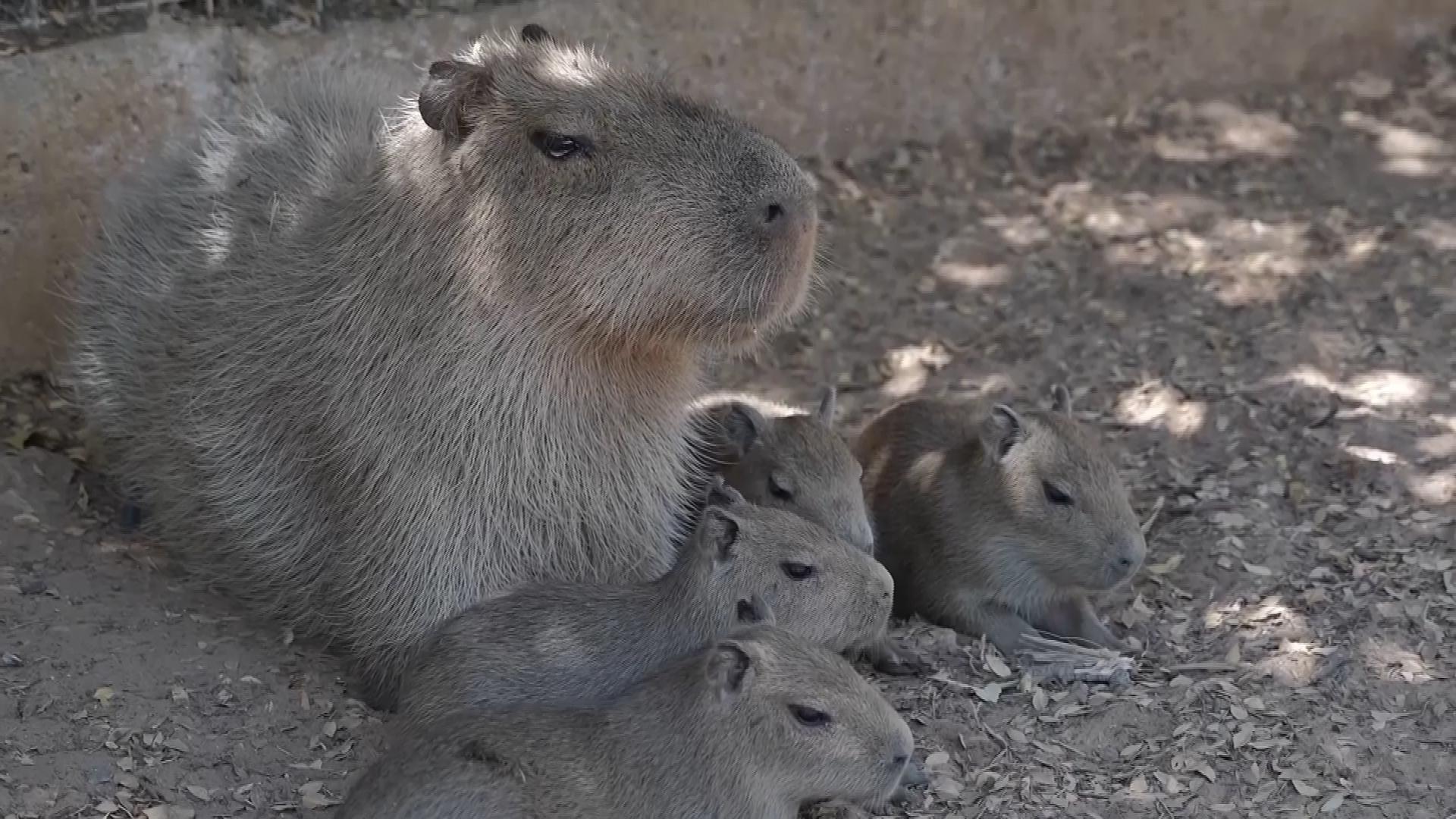 Four capybaras born in Jerusalem’s Biblical Zoo named after the Beatles
