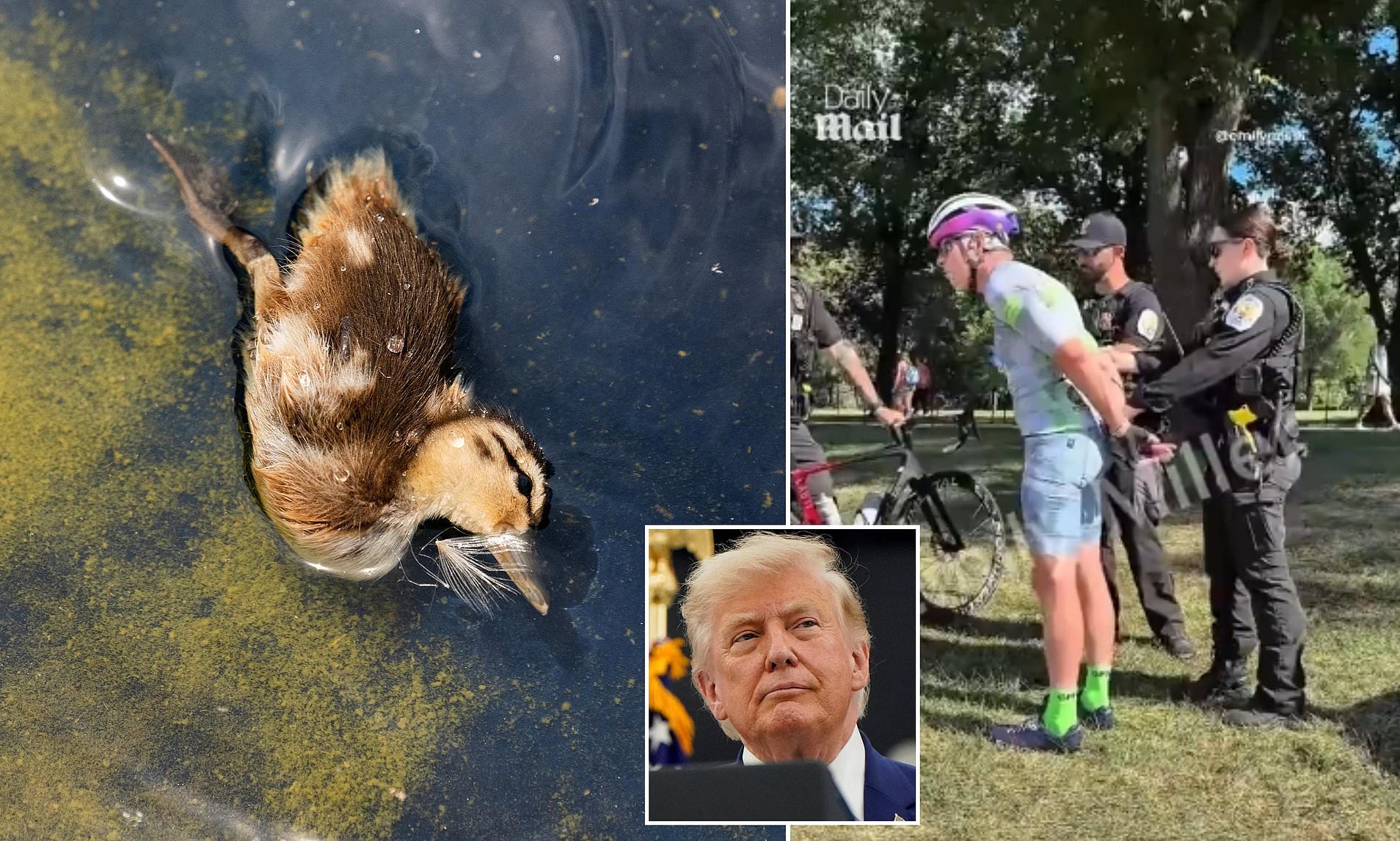 Dead duckling found in reflecting pool as Justice Department hunt for ...