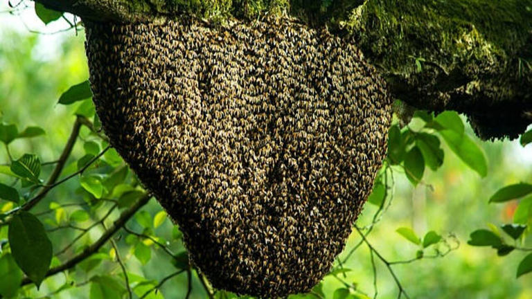Found a beehive near your home: Here's what you should and shouldn't do