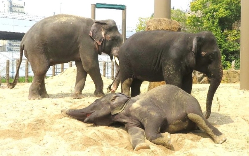 Three elephants, RM53m allegations and a graft probe: MACC looks into ...