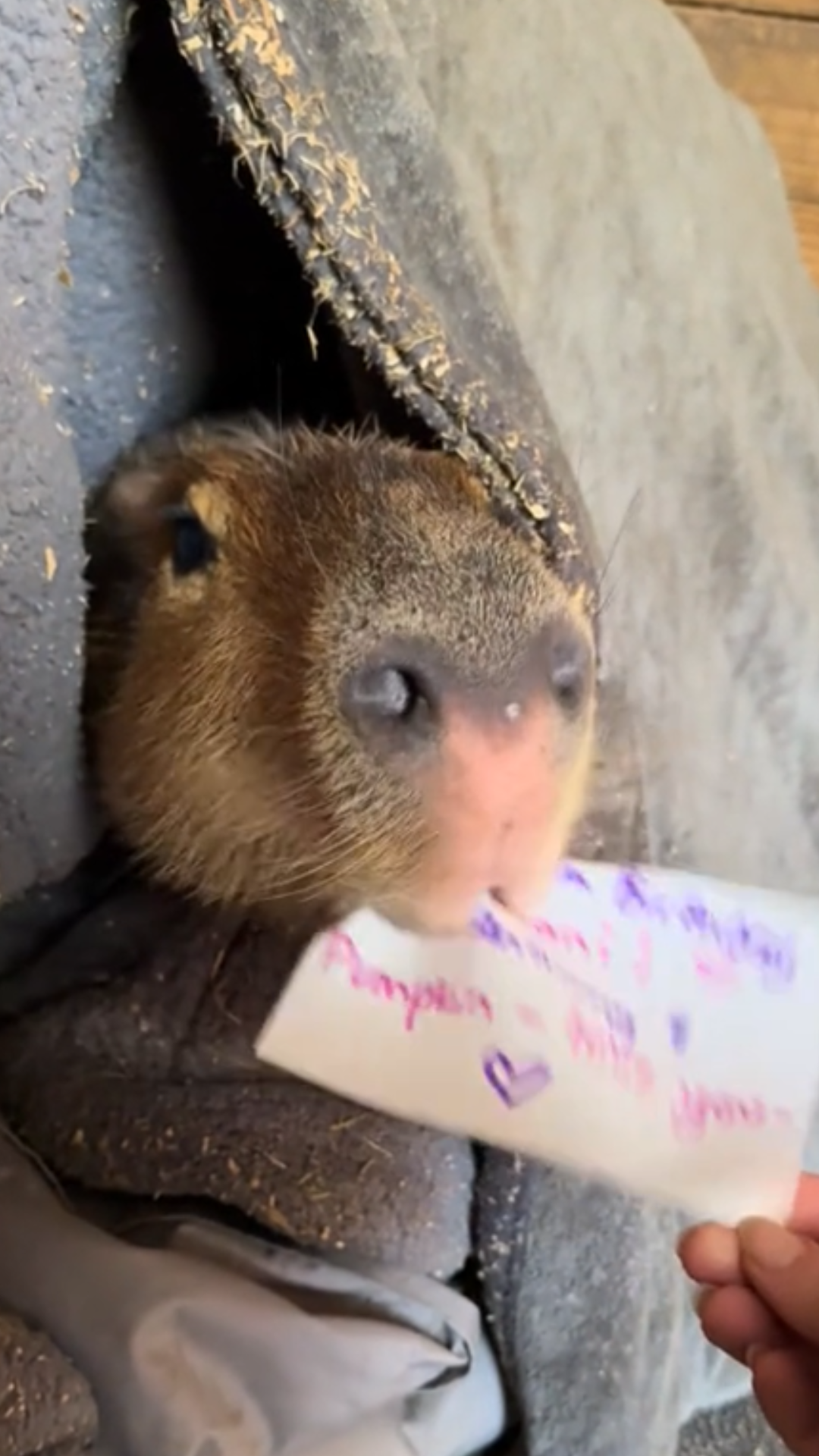 A sweet capybara birthday surprise that melts hearts