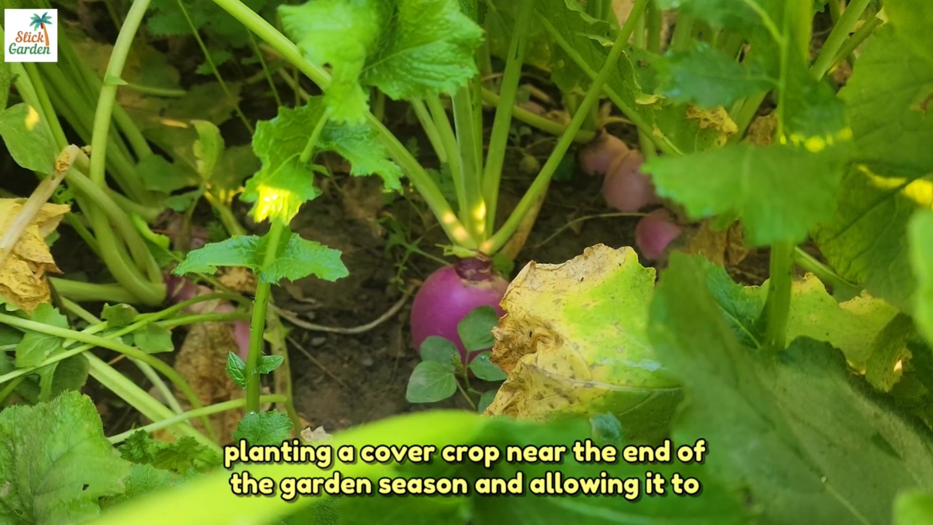 How to improve soil for better vegetable growth at home