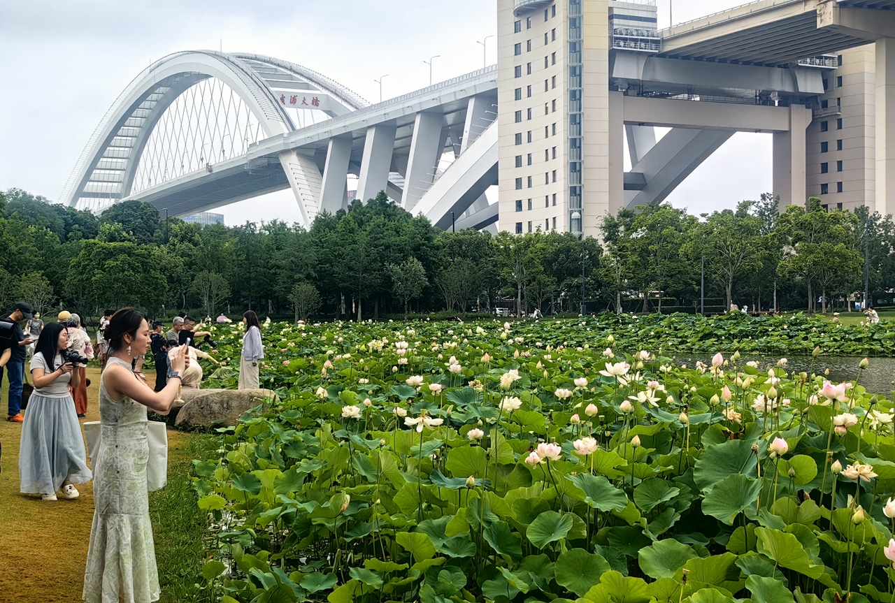 独家：上海世博文化公园荷风送香 赏荷迎来最佳观赏期