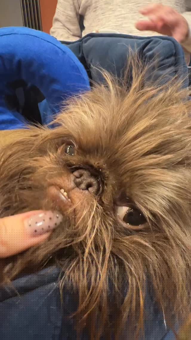 When your dog hears the song and strongly disagrees