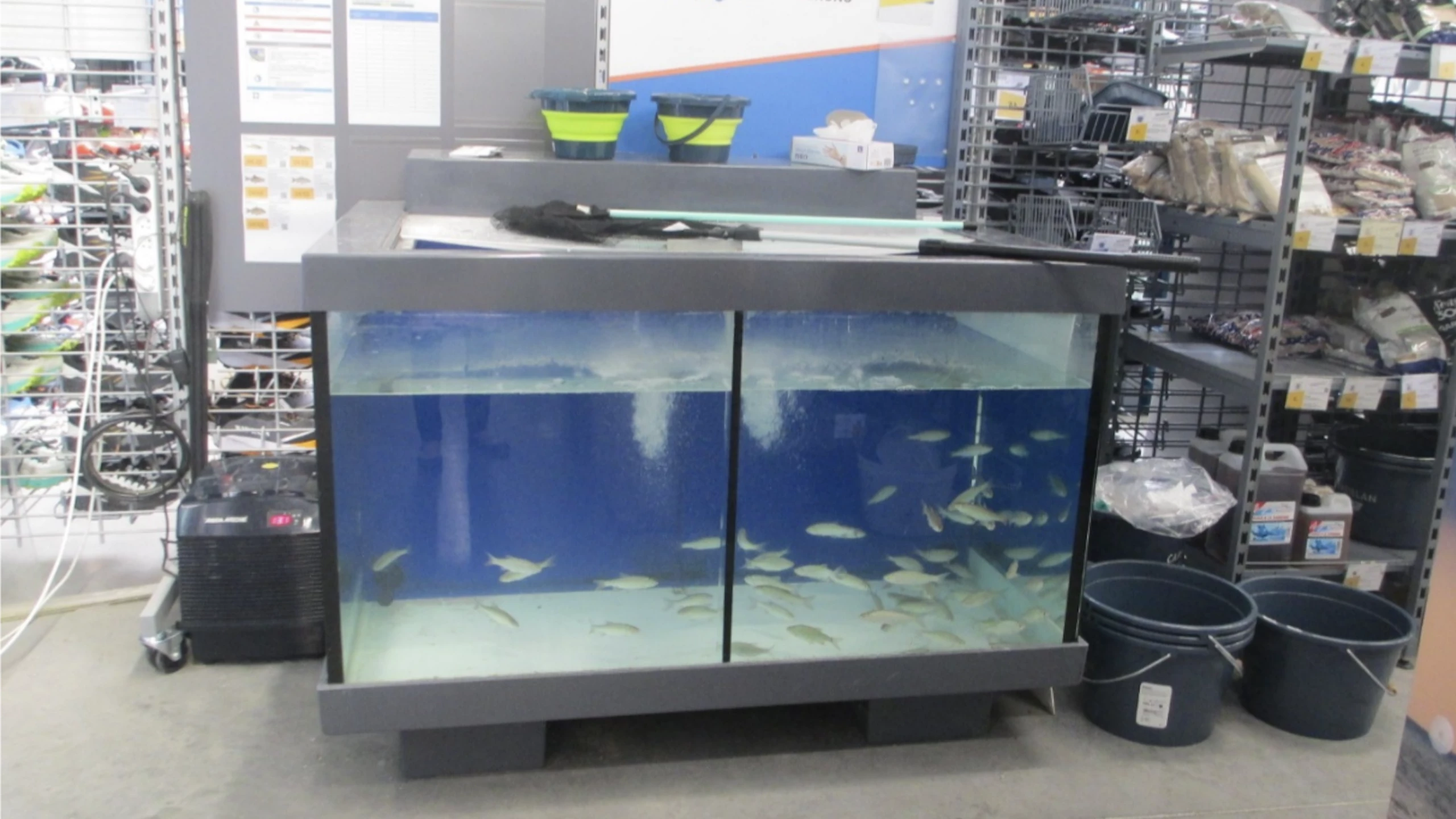 Poissons vivants au Decathlon de Provins : l'association PAZ mobilisée