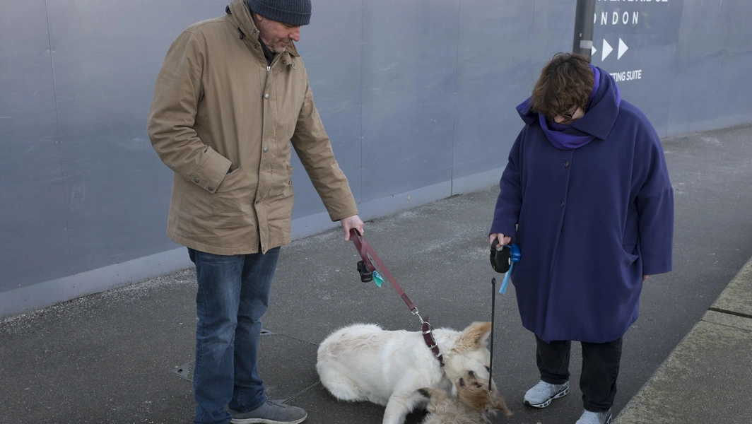 Experts outline safe steps to introduce rescue dogs to resident pets
