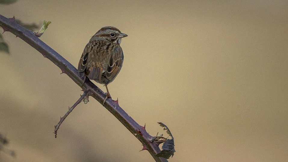 9 sparrow species and their unique traits