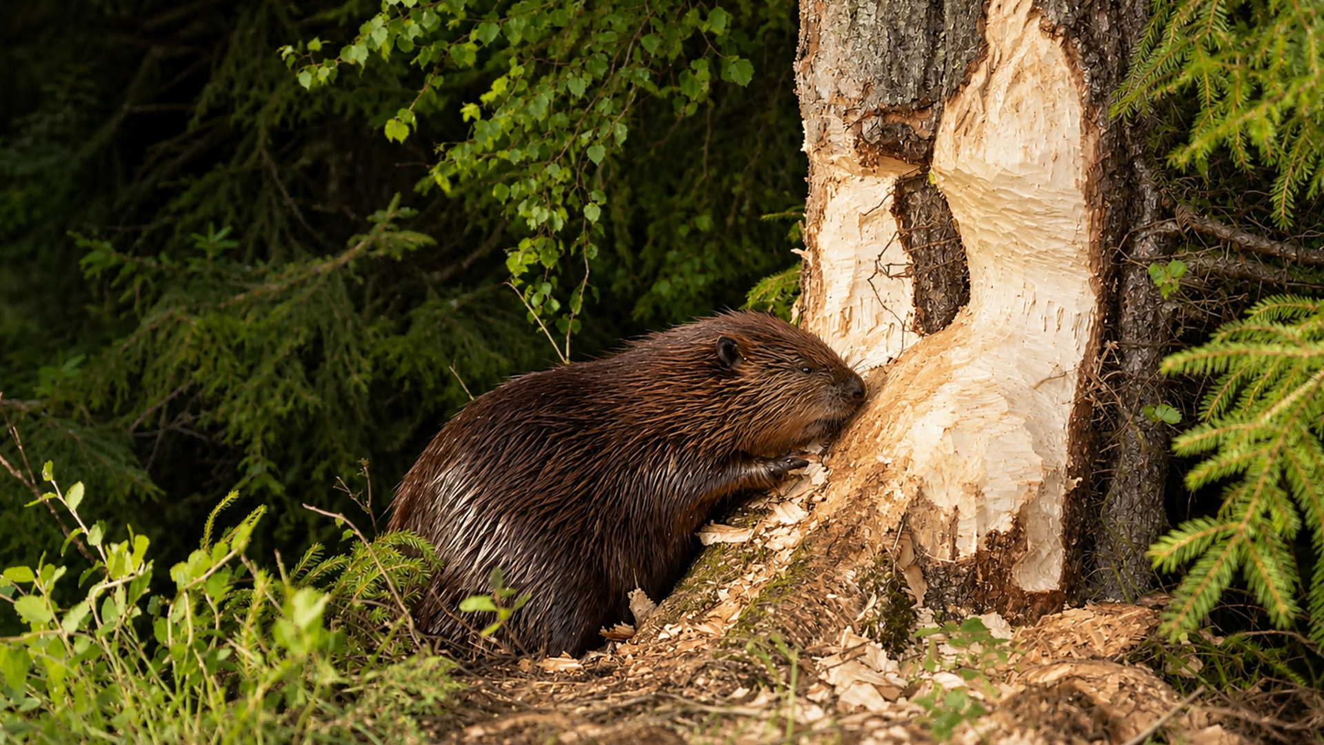 Una fototrappola riprende un castoro al lavoro nel bosco