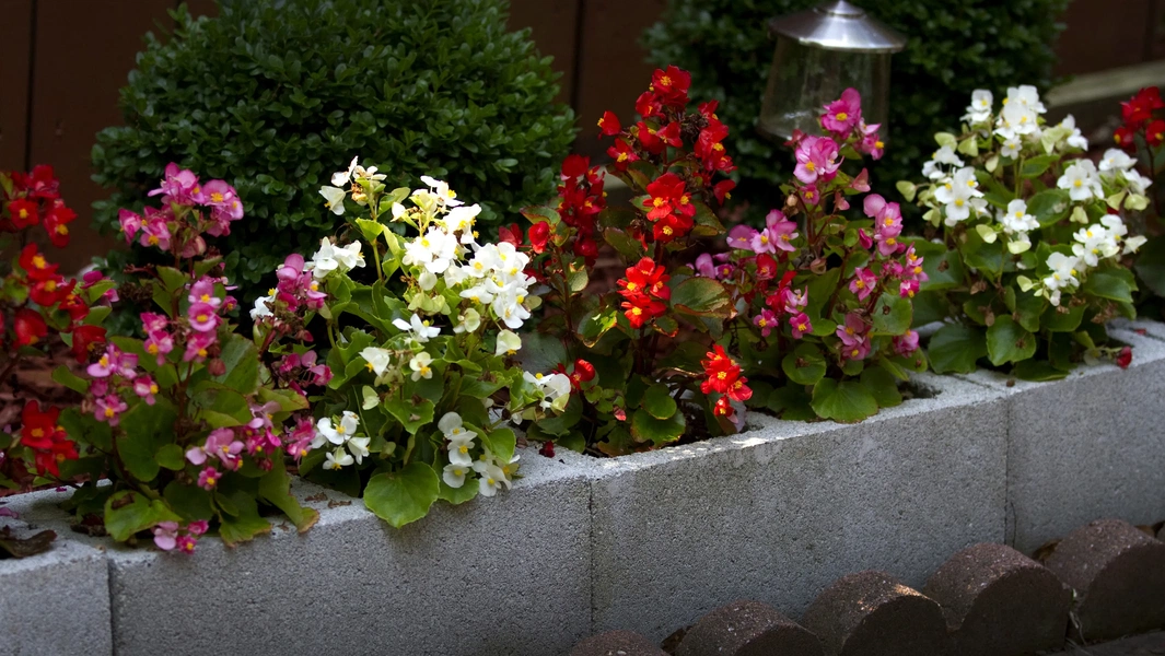 5 colorful plants for shaded containers