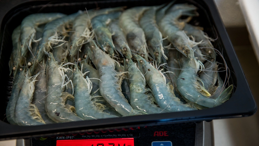 How to choose fresh, sustainable shrimp