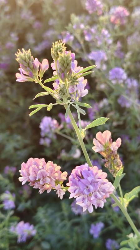 La flor de la alfalfa en las tierras de Ponent
