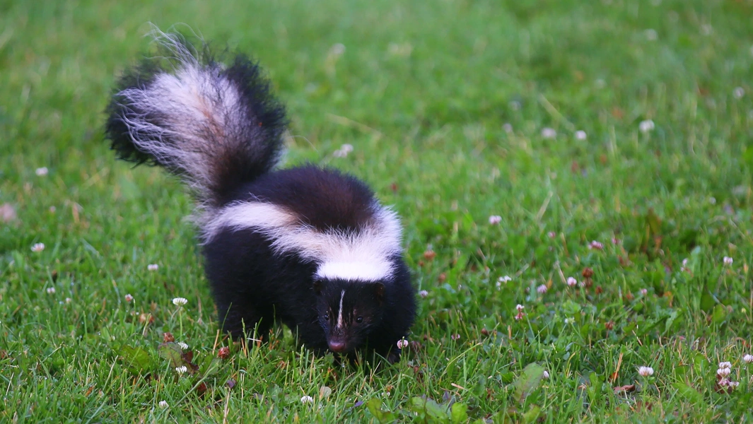 Natural methods to identify and manage lawn grubs