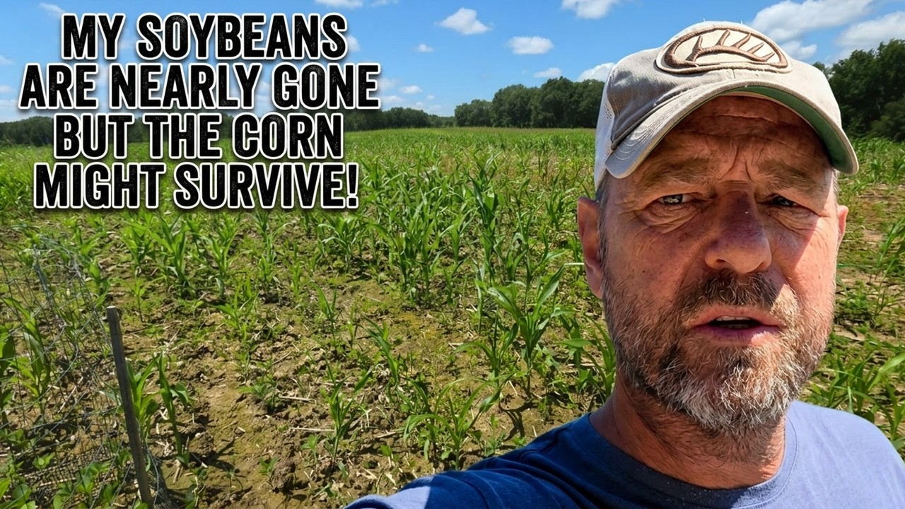 Mega food plot update corn and soybean field progress and results