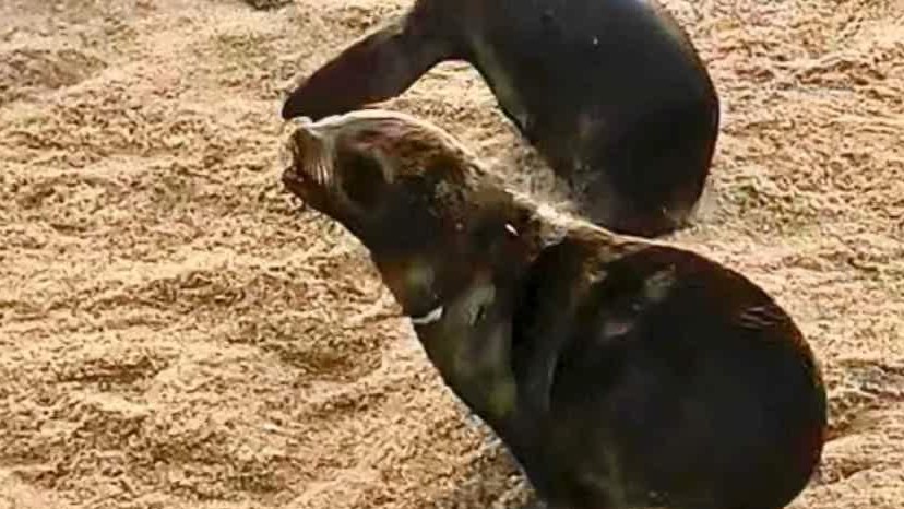 This poor baby seal was slowly dying - because of a common zip-lock bag