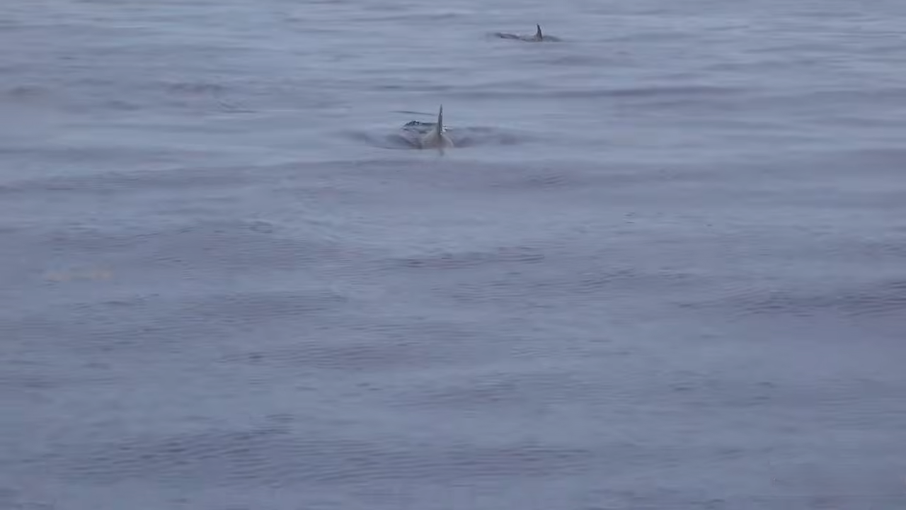 The giant buoy vanished underwater and everyone panicked