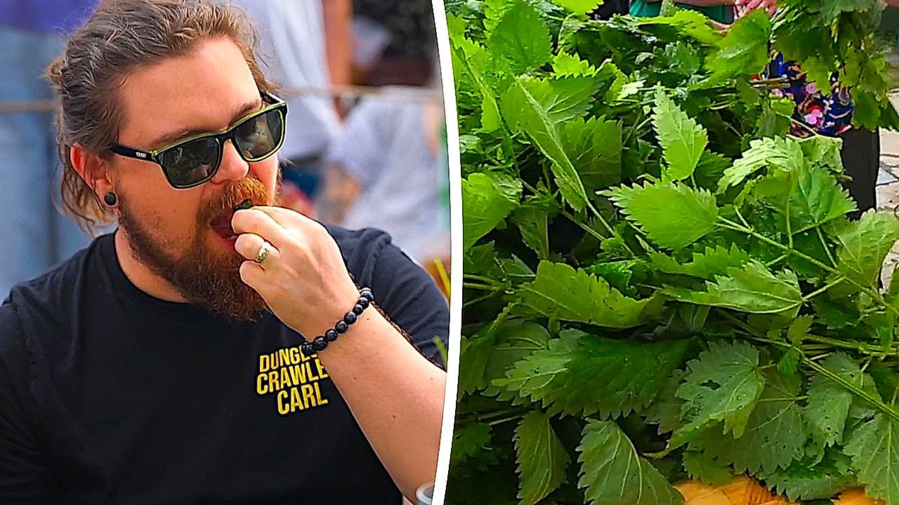 Brave competitors devour stinging nettles at England's bizarre World ...