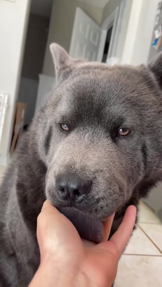 Unexpected animal friendship: Chow Chow and rooster