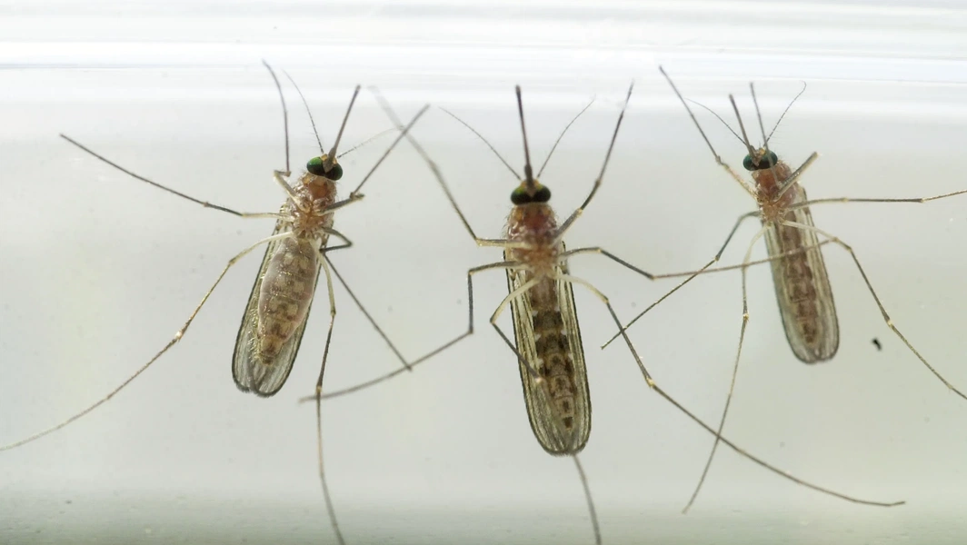 Mosquito dunk shortage hits Canada amid viral DIY trend
