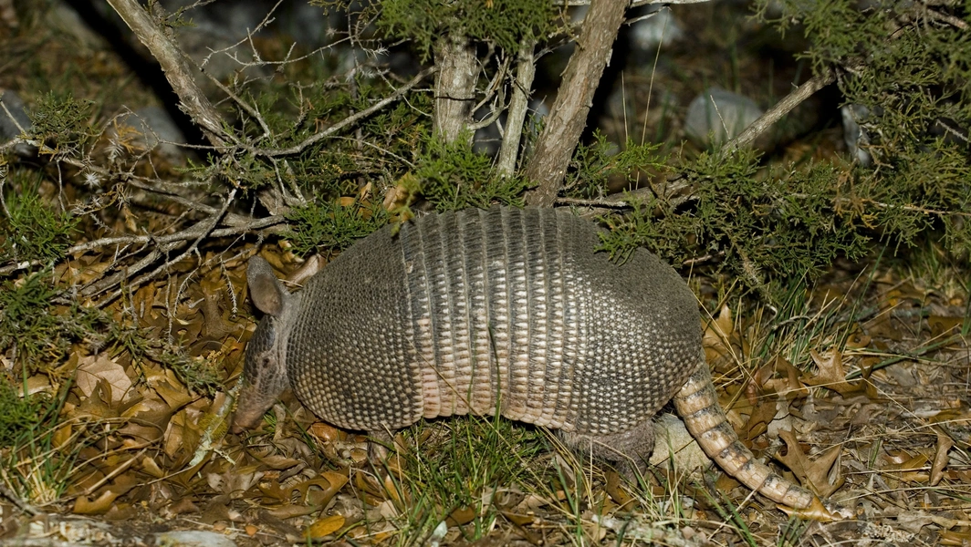 Effective strategies to prevent armadillo damage