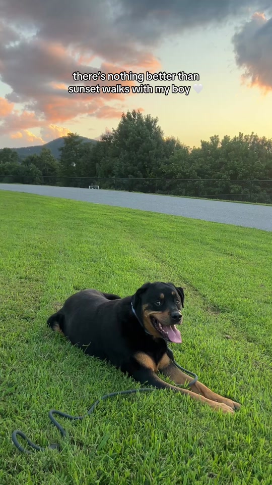 My favorite rottweiler and why he means everything