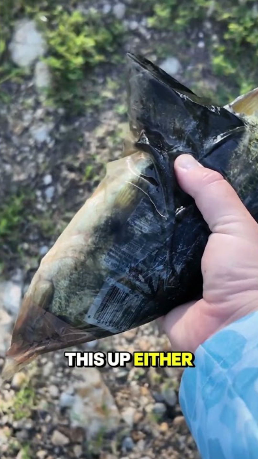 I have never seen this before while bass fishing