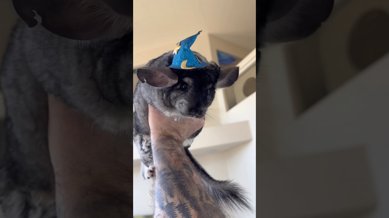 Chinchilla claims the royal throne